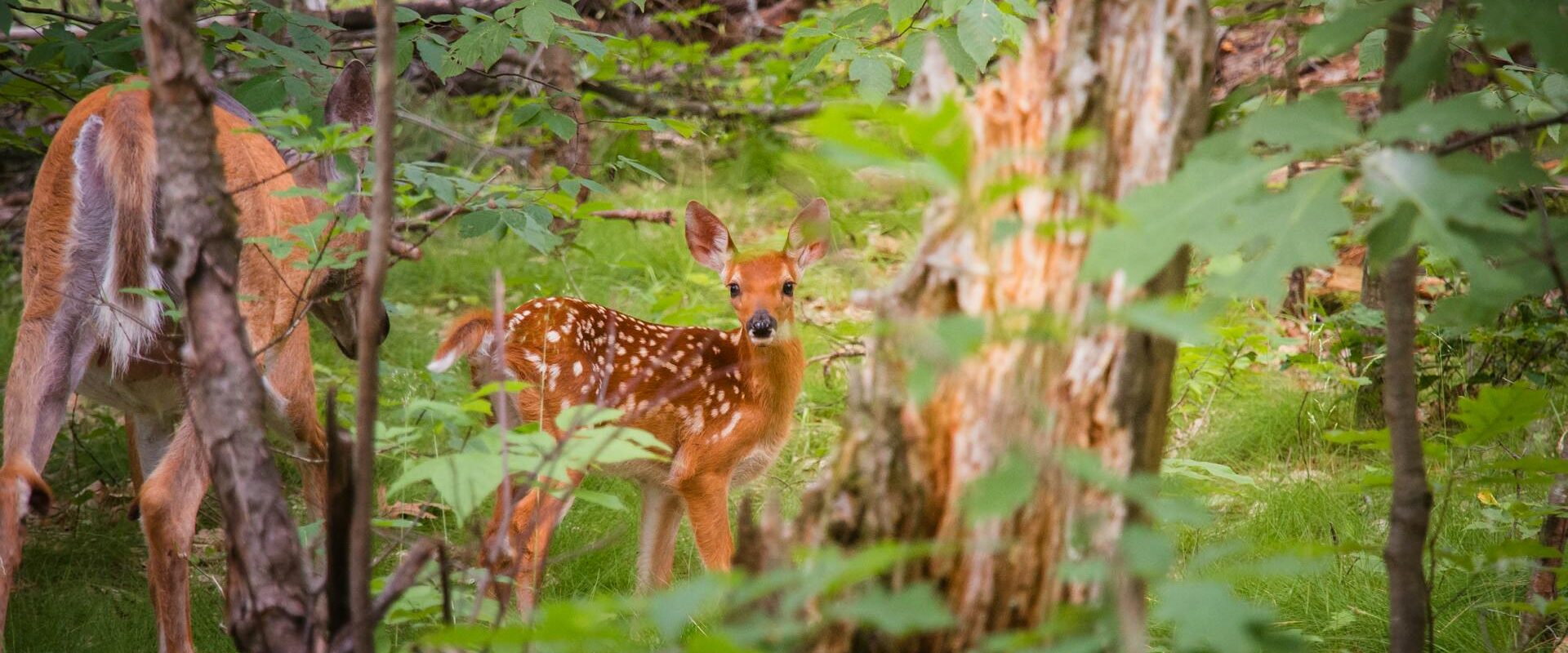 What is the fawn response? Understanding people-pleasing and trauma